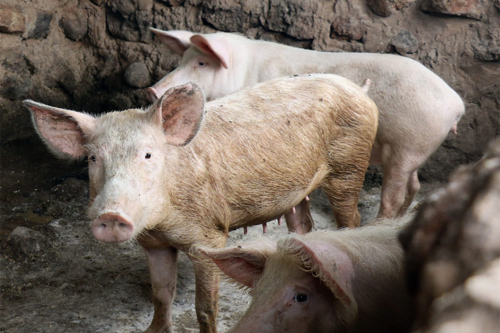 The Piggery - Forgotten Voices