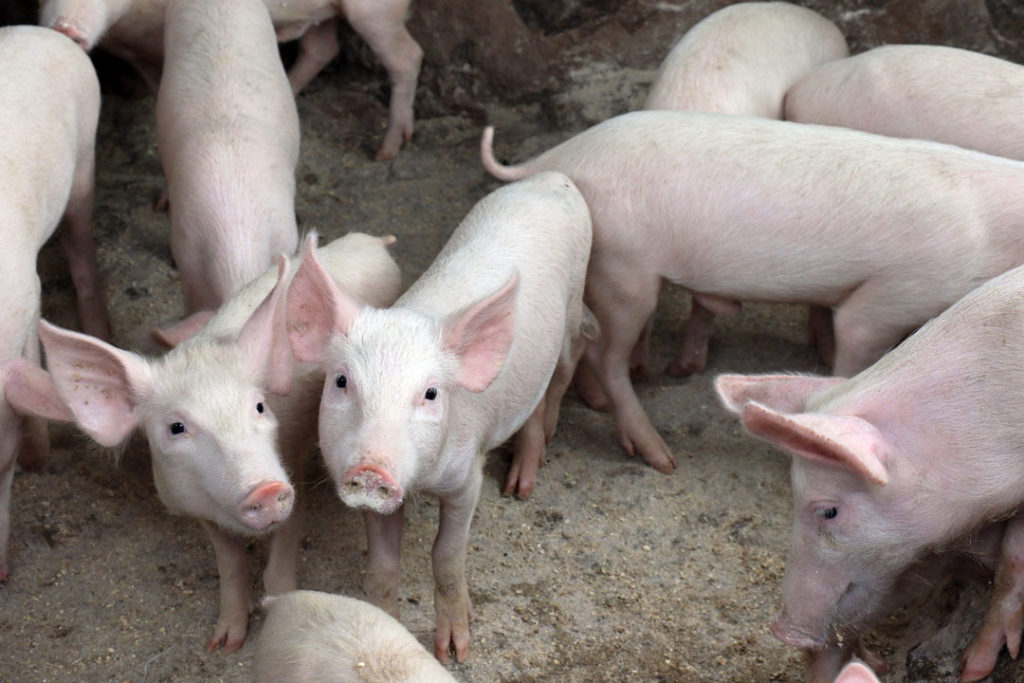 The Piggery - Forgotten Voices